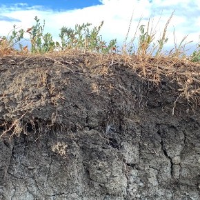 Soils Bundle - Earth as a System - GLOBE.gov