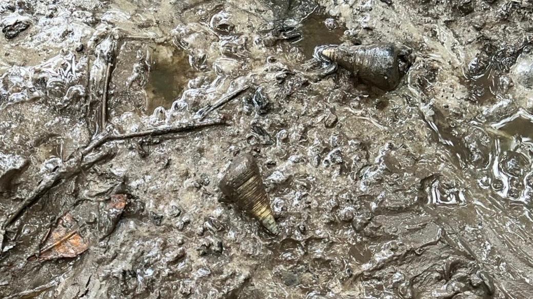 Student Research Reports - GLOBE.gov