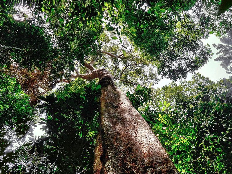 "Trees within LAC" Campaign / Campaña "Árboles dentro de LAC" - Latin ...